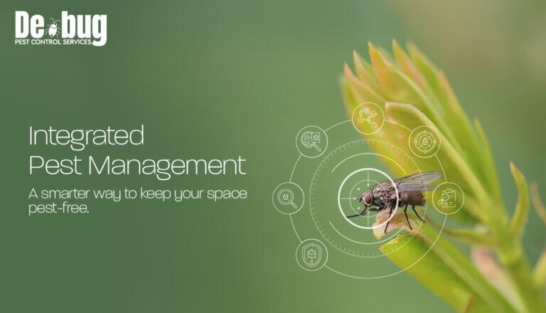 Book Pest Control Services in Abu Dhabi, Dubai & Sharjah | Debug